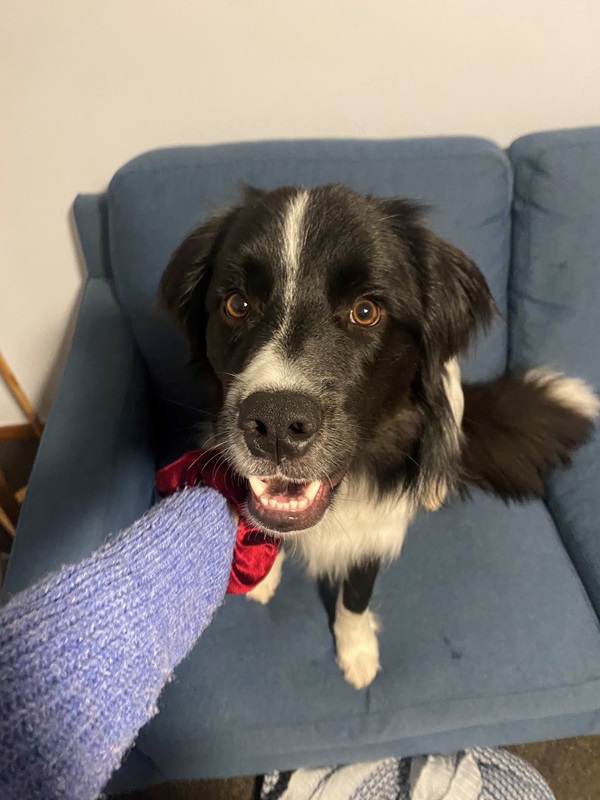 Crate Rest Tips: Nelson The Border Collie's Story - PD Insurance NZ