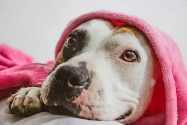 Pink Shirt Day & Pets: How to Get Involved - PD Insurance NZ