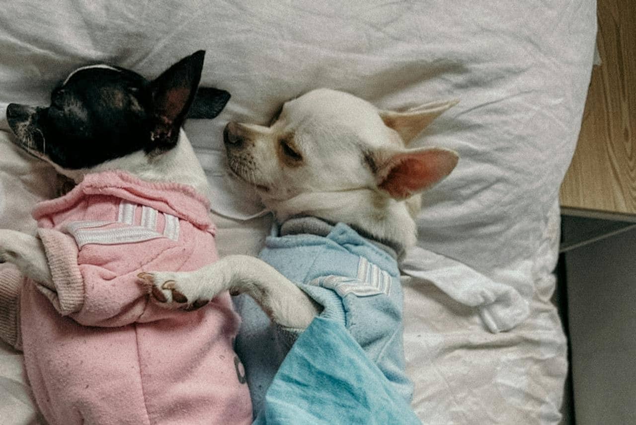 Pink Shirt Day & Pets: How to Get Involved - PD Insurance NZ