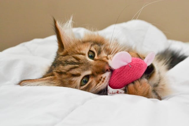 Pink Shirt Day & Pets: How to Get Involved - PD Insurance NZ