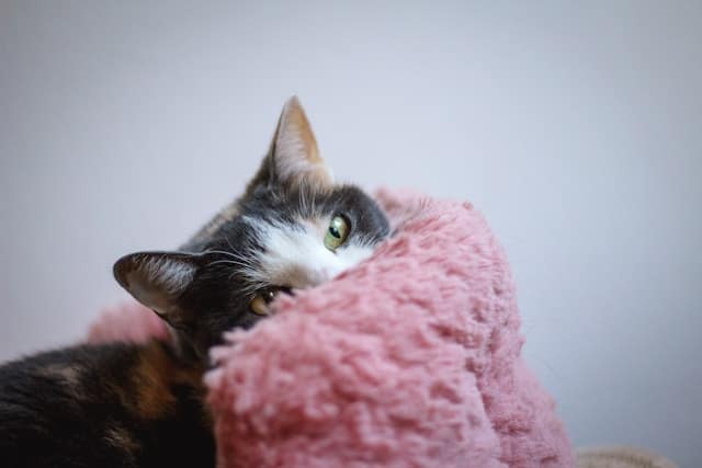 Pink Shirt Day & Pets: How to Get Involved - PD Insurance NZ