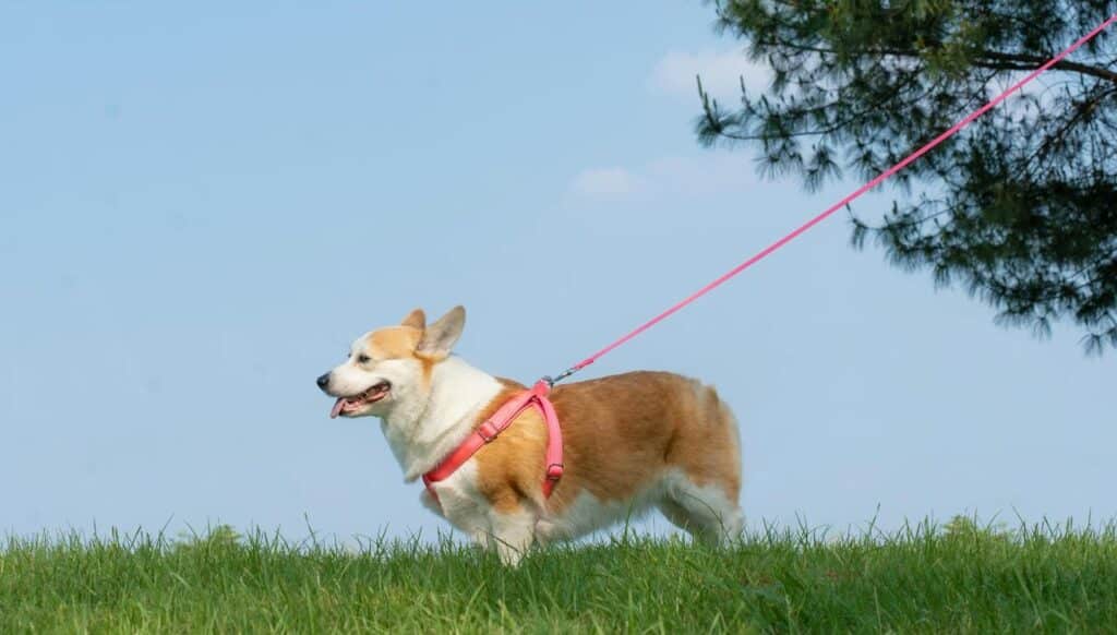 Pink Shirt Day & Pets: How to Get Involved - PD Insurance NZ