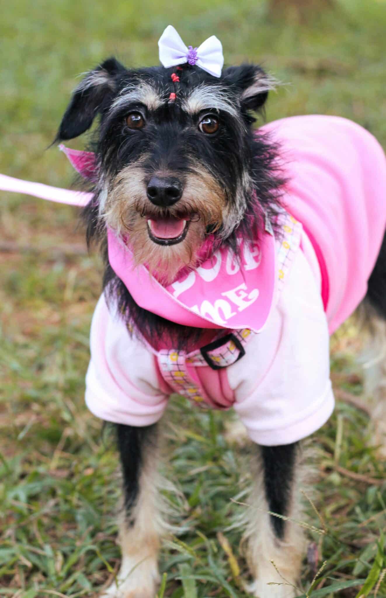 Pink Shirt Day & Pets: How to Get Involved - PD Insurance NZ