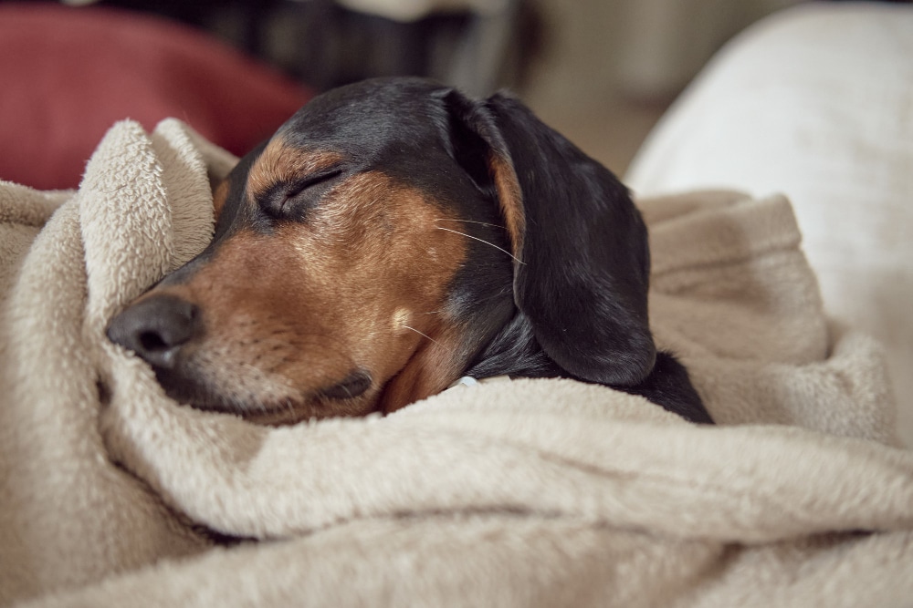 How to Keep Your Pet Warm When it's Cold - PD Insurance NZ