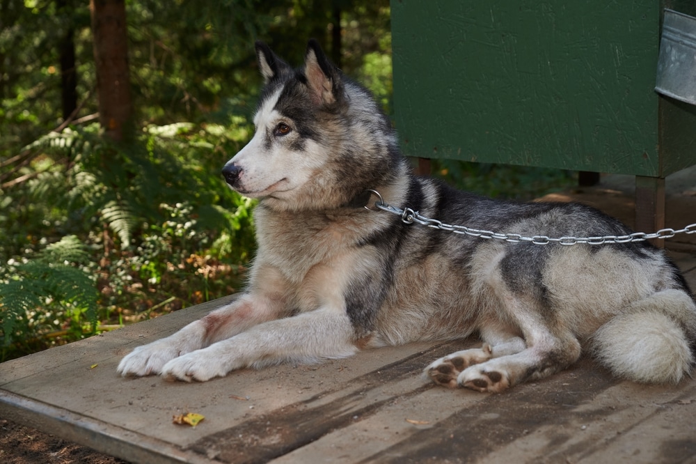 International Dog Day - How to Celebrate Shelter Dogs and More - PD ...